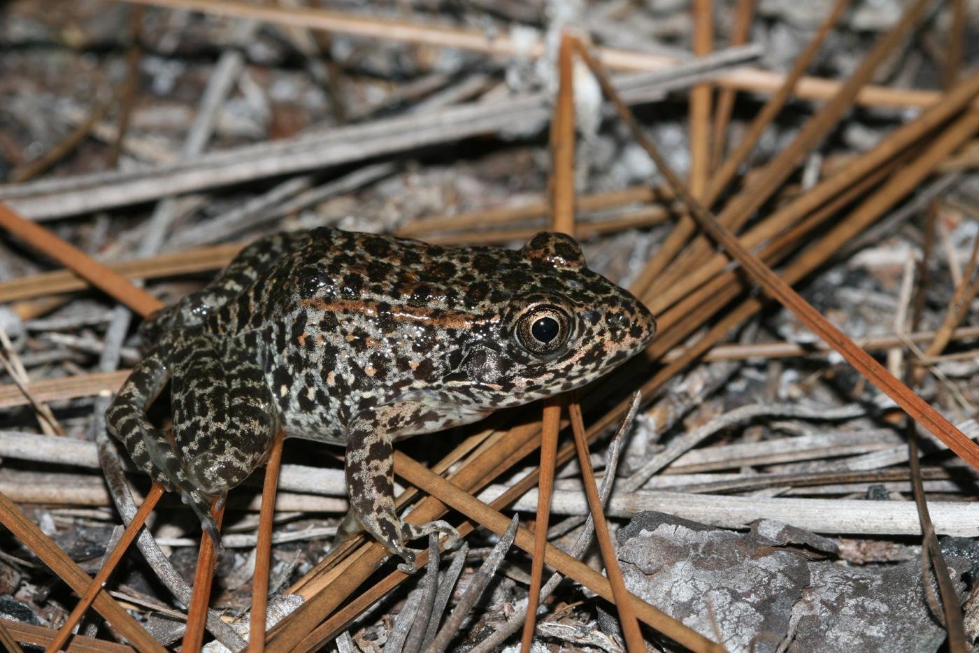 Carolina Gopher Frog | NC Wildlife